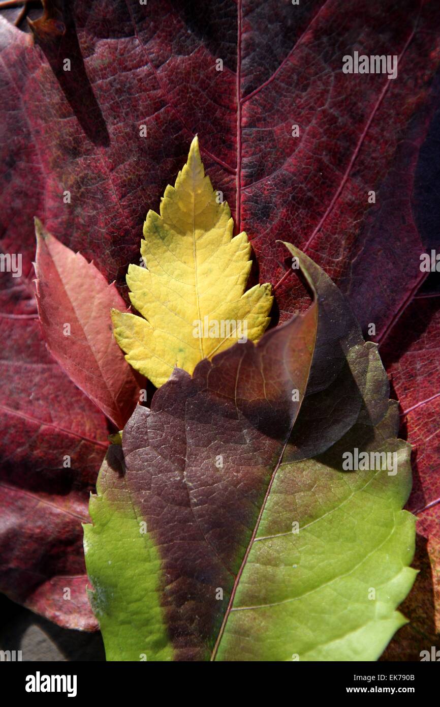 Leaves still of autumn leaves, dark wood background, fall classic ...