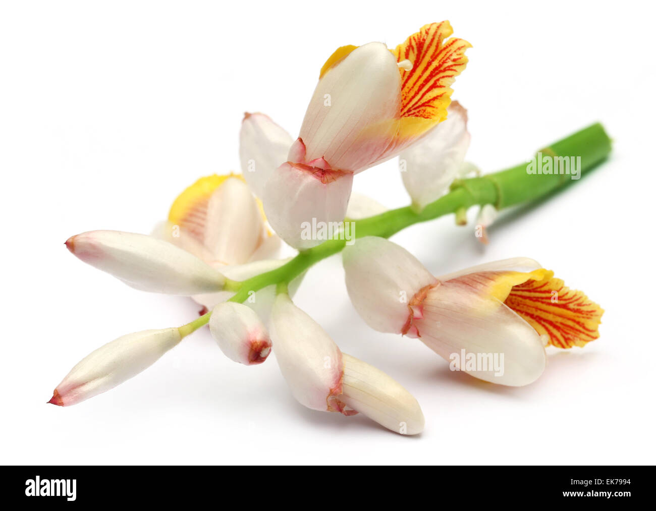 Cardamom flower over white background Stock Photo - Alamy