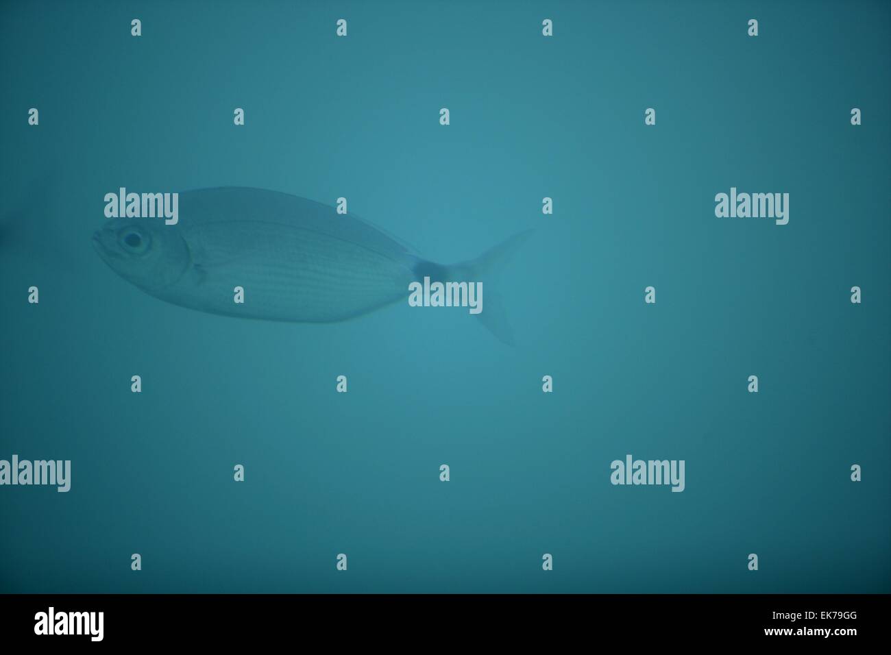 Oblada fish, soft focus and turquoise water Stock Photo - Alamy