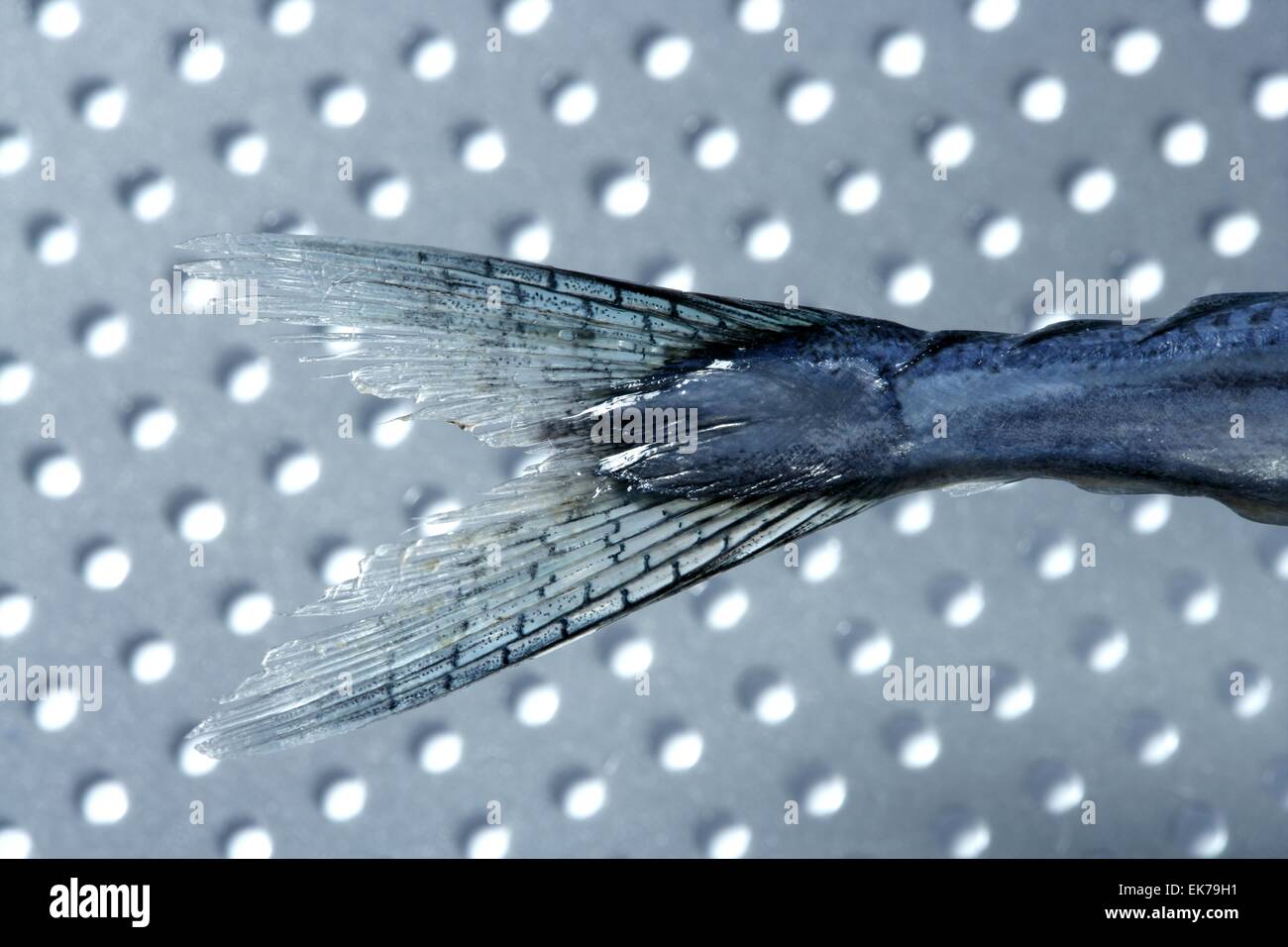 Needle fish tail, uncooked macro studio shot Stock Photo - Alamy