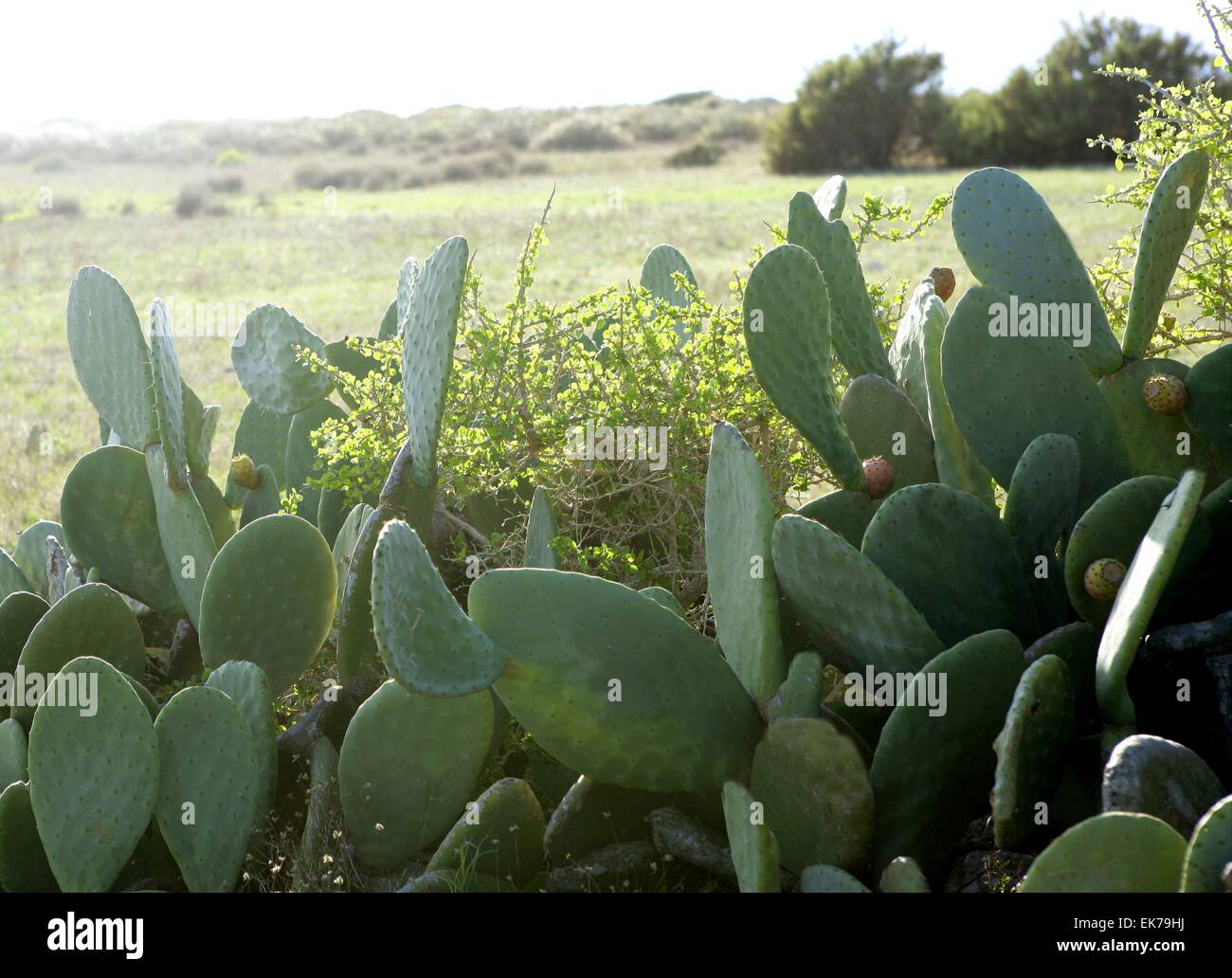Nopal plant in the mediterranean area Stock Photo - Alamy