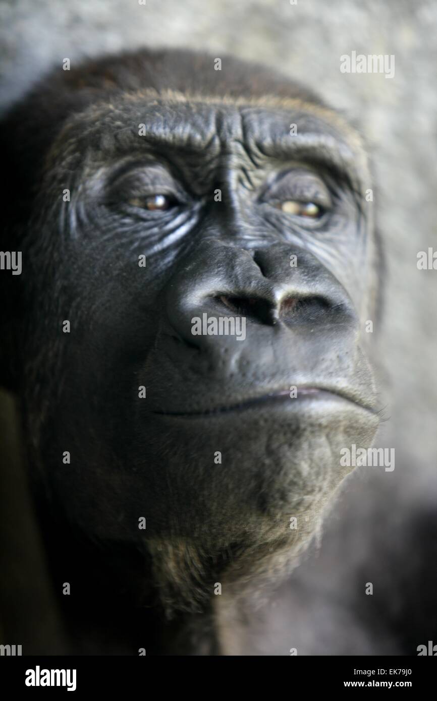 Gorilla ape close up portrait Stock Photo - Alamy