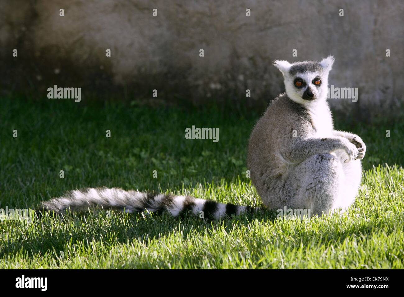 Madagascar Lemur getting sun bath Stock Photo - Alamy