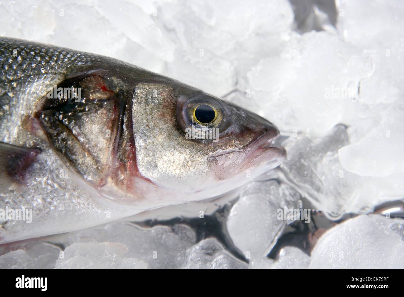 seabass fish on ice Stock Photo - Alamy