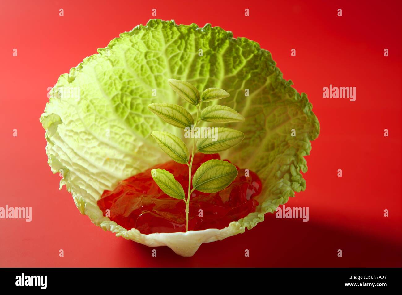 Growing inside a cabbage leaf Stock Photo - Alamy