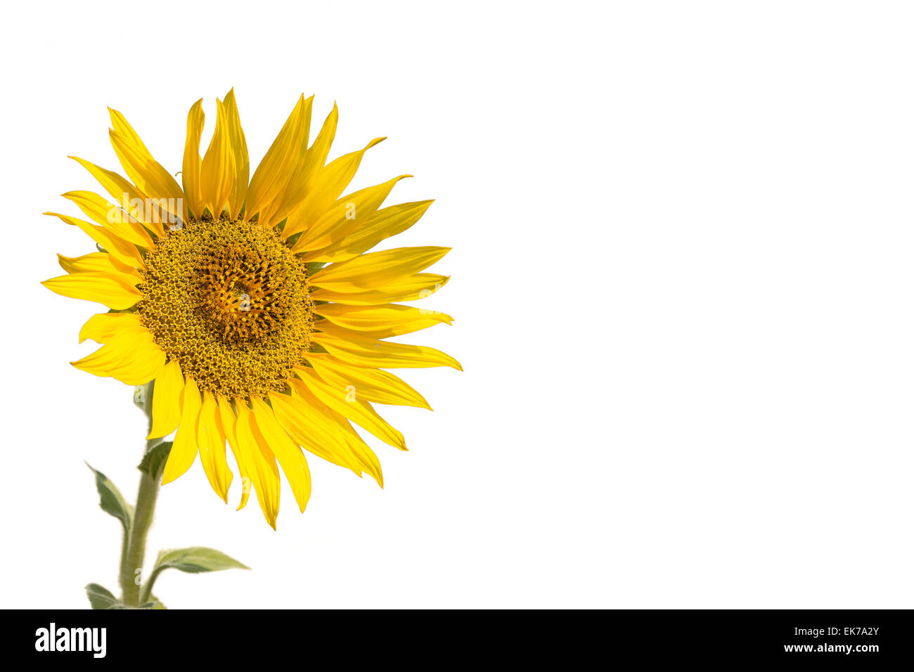 Sunflower field sunflowers Cut Out Stock Images & Pictures - Alamy