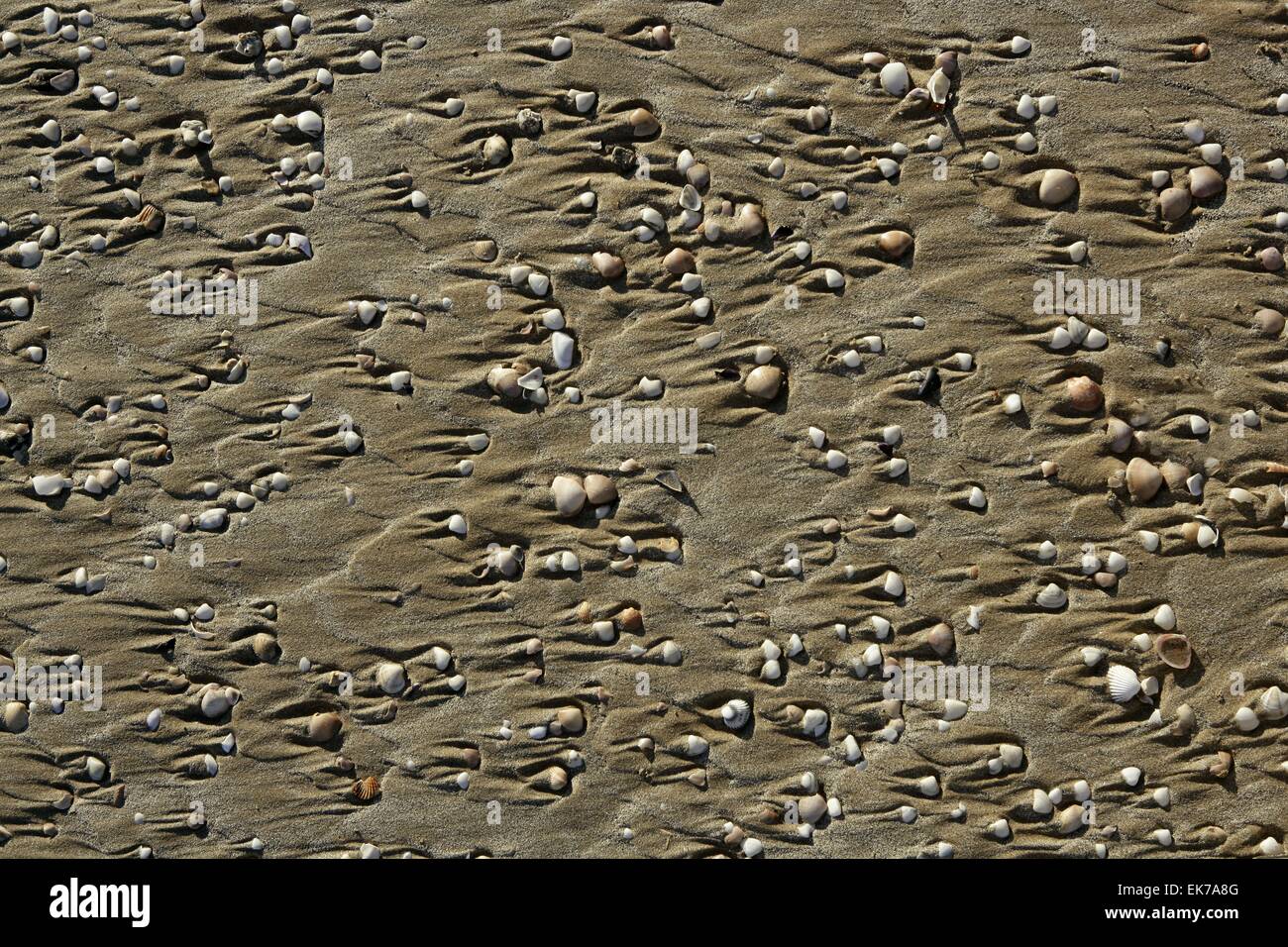 beach sand texture with clam shells Stock Photo - Alamy