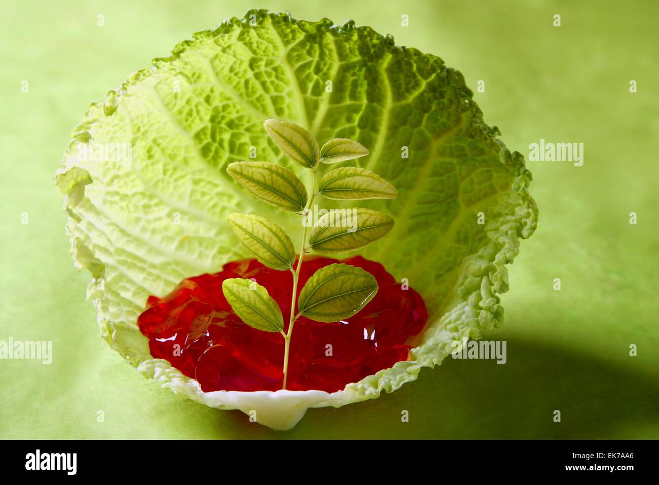 Growing inside a cabbage leaf Stock Photo - Alamy
