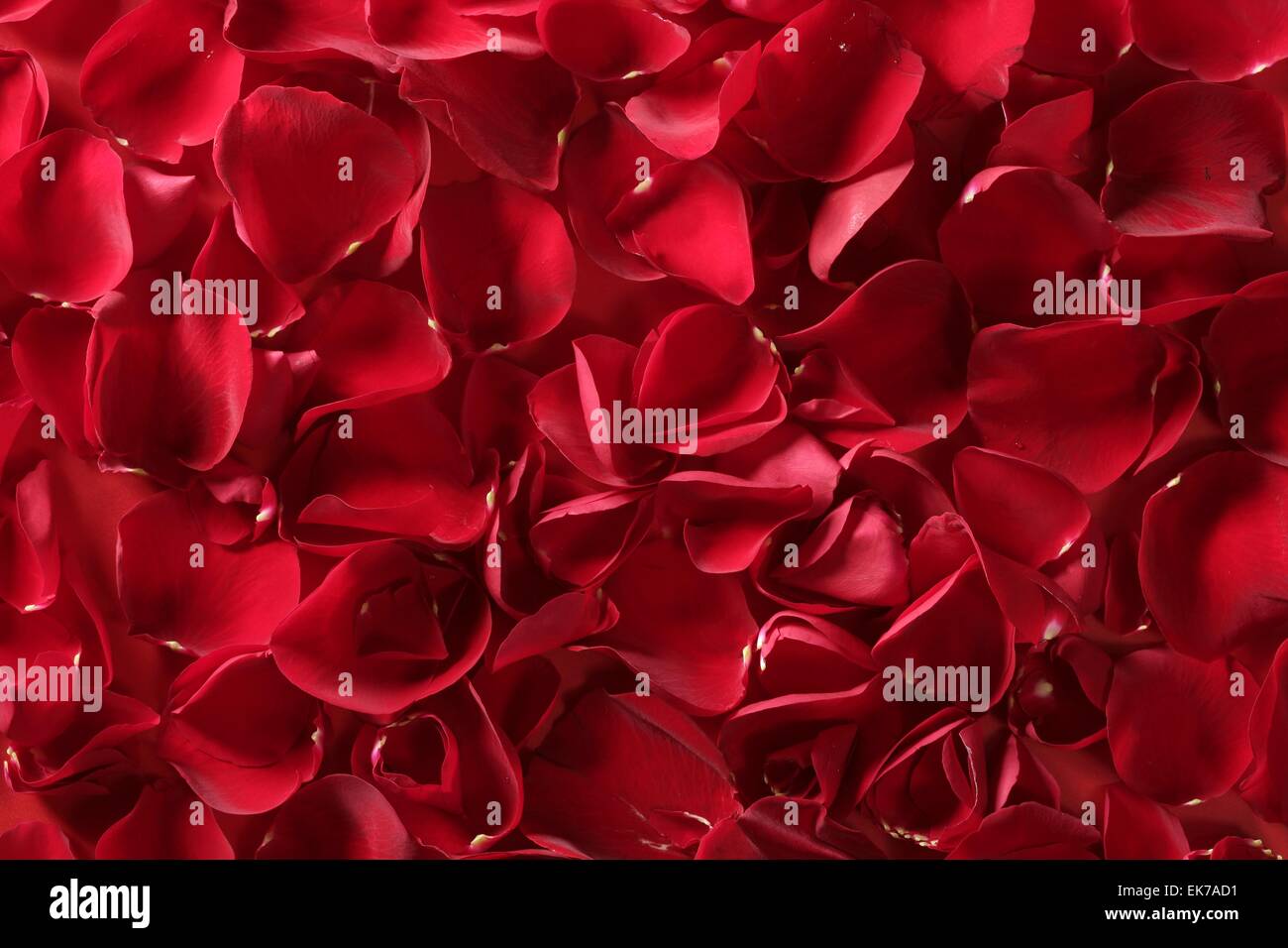 Red rose petals texture background Stock Photo - Alamy