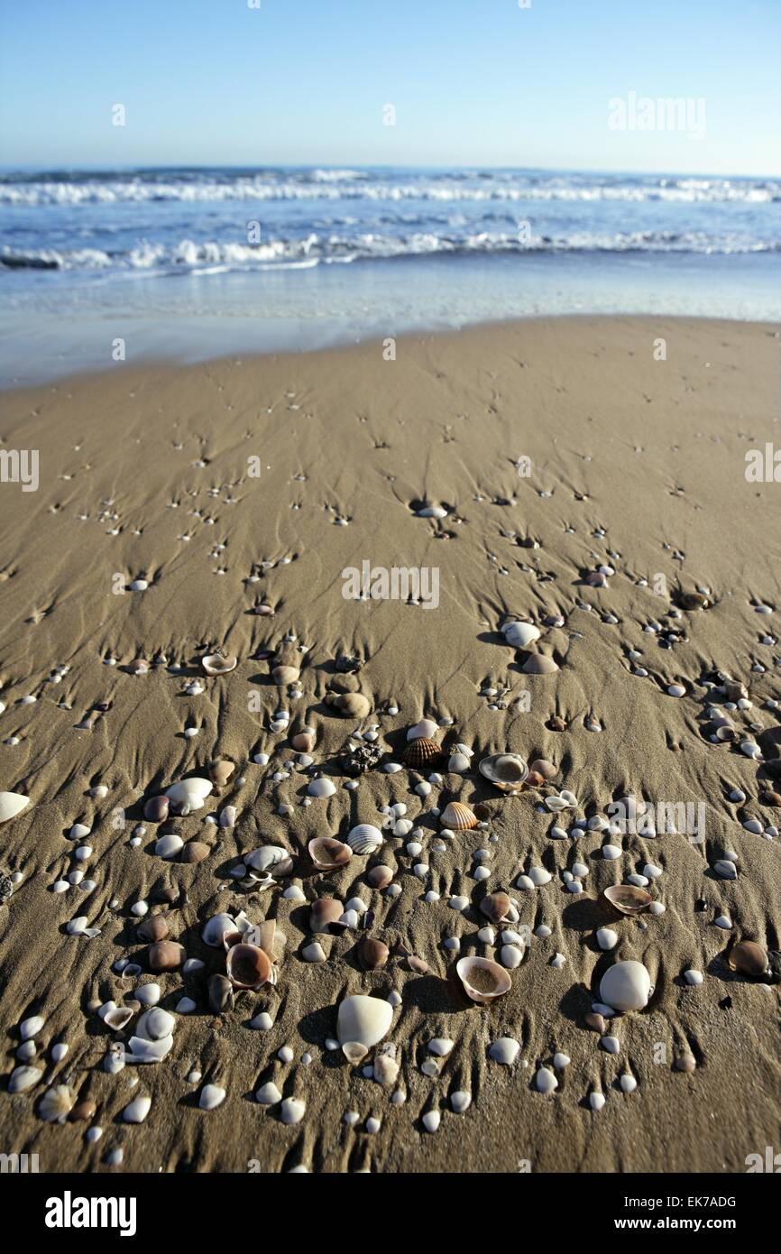 beach sand texture with clam shells Stock Photo - Alamy