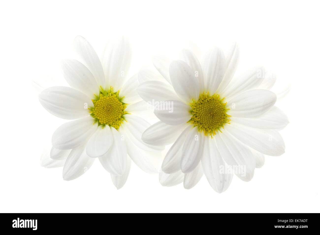 Two white daisy flower isolated on white Stock Photo - Alamy