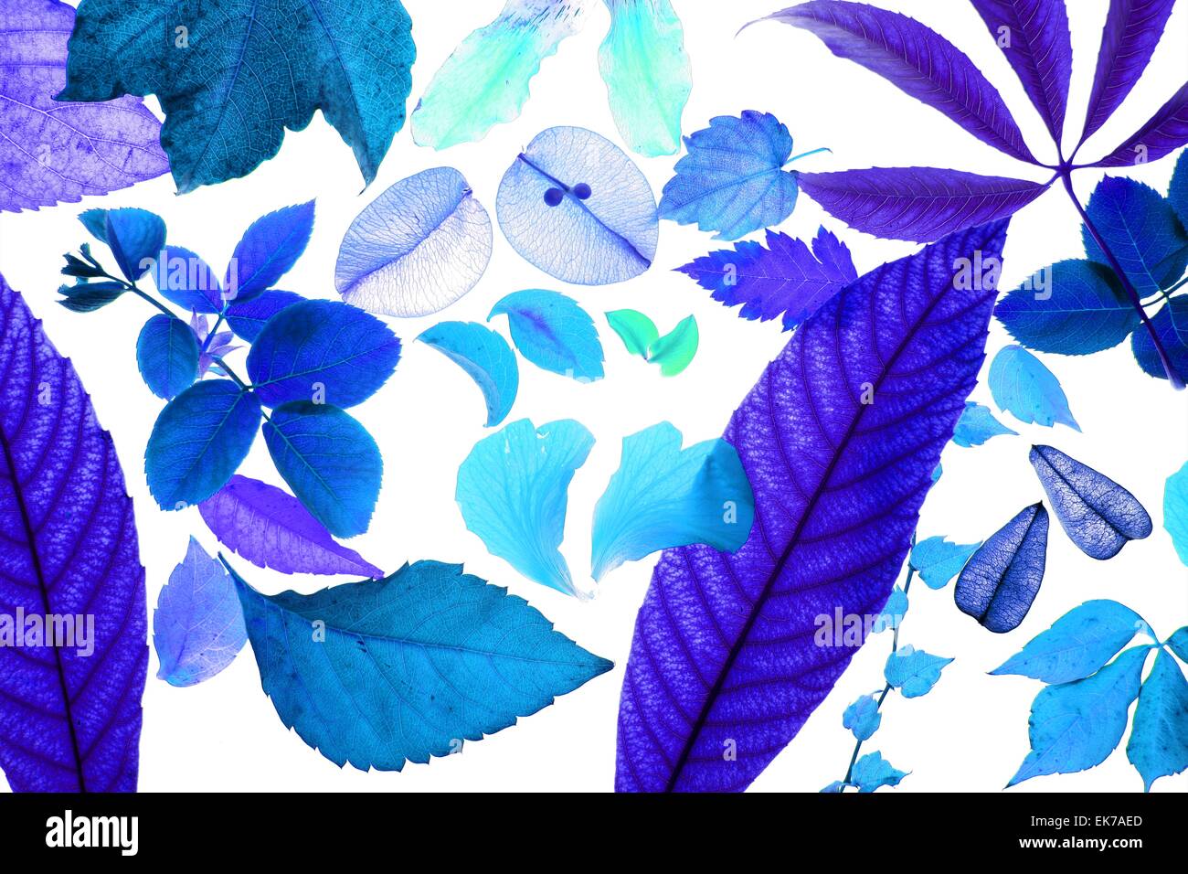 Color manipulated flowers, leaves, petals, isolated white background ...