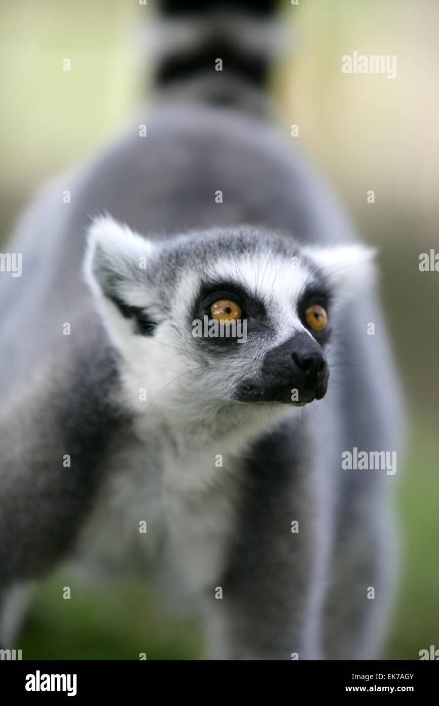 Madagascar Ring Tailed Lemur Stock Photo - Alamy