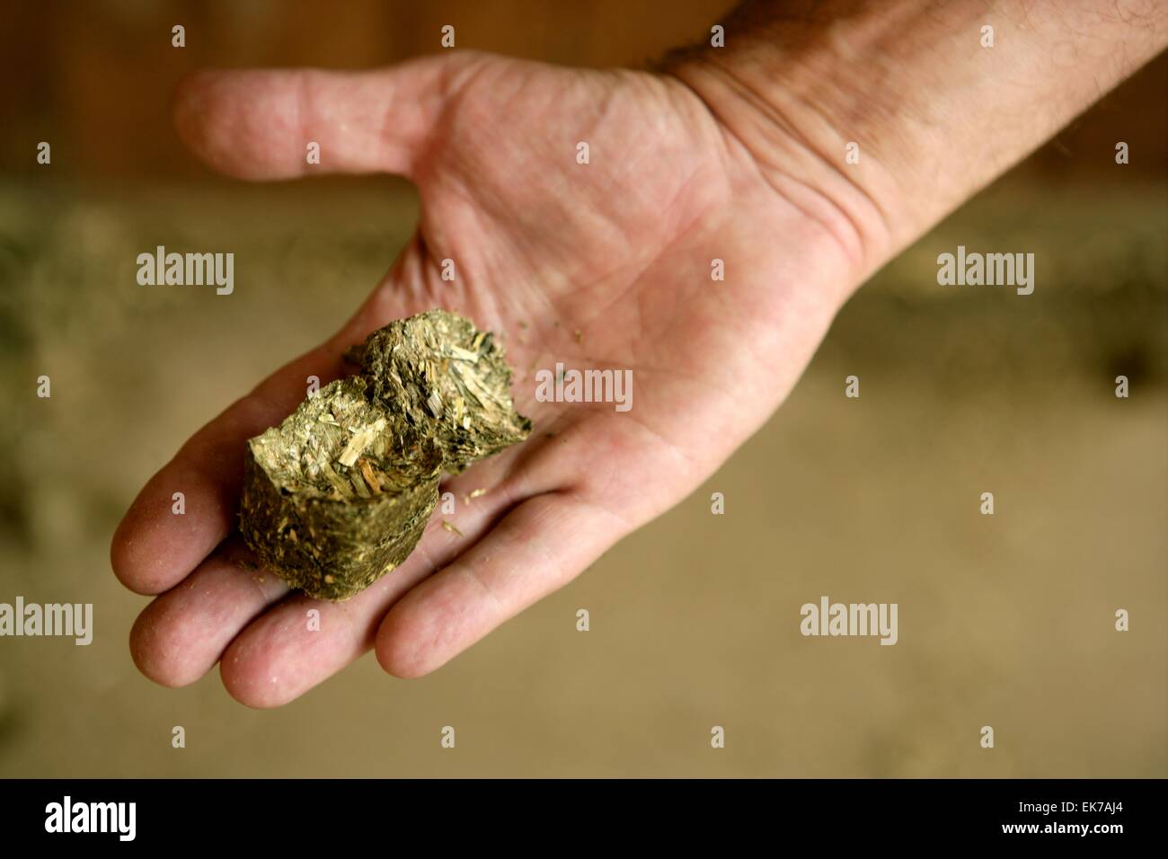 Human male hand with dry alfalfa, horses food, granary, barn Stock ...