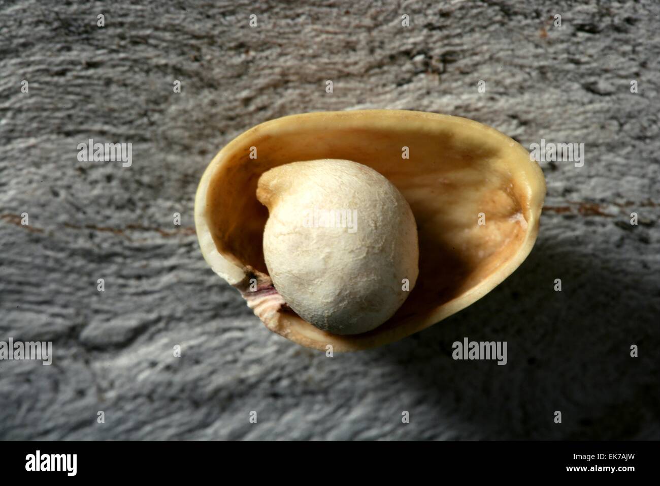 one chickpea inside pistachio shell. Pearl metaphor Stock Photo - Alamy