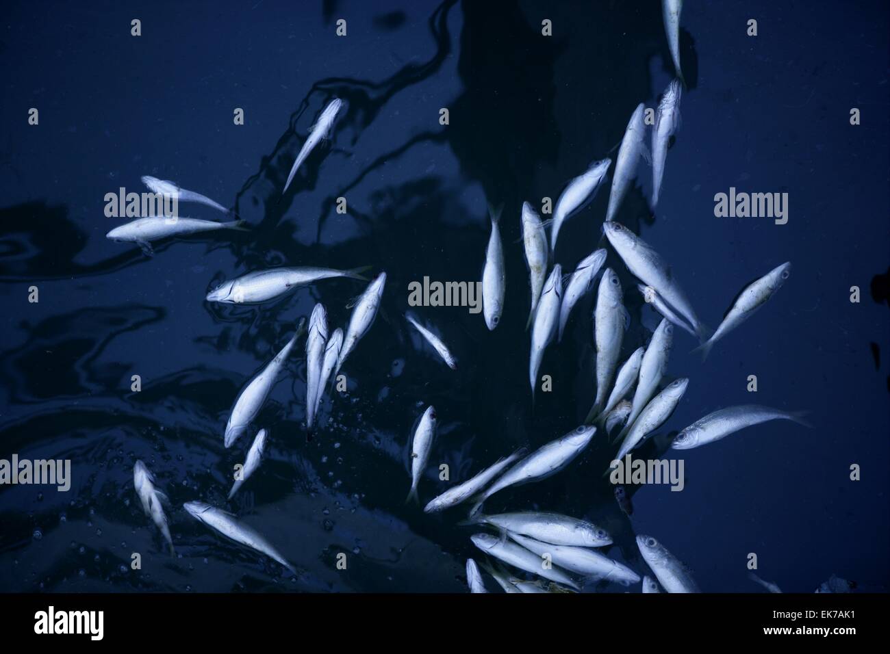 Died fish in polluted sea water, contamination Stock Photo - Alamy