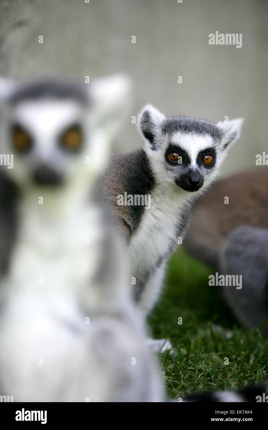 Madagascar Ring Tailed Lemur Stock Photo - Alamy