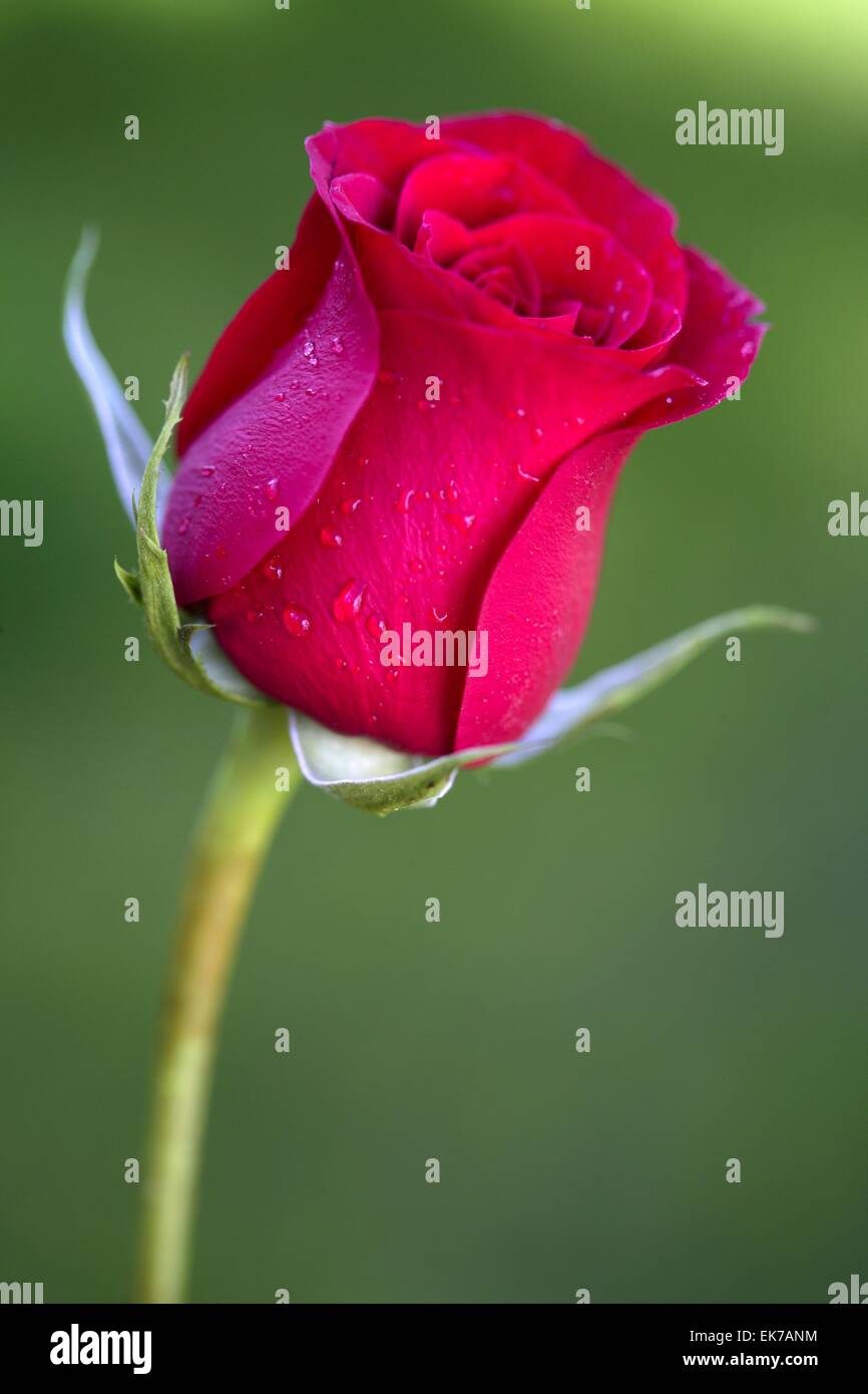 Macro red rose, blurred green grass background Stock Photo - Alamy