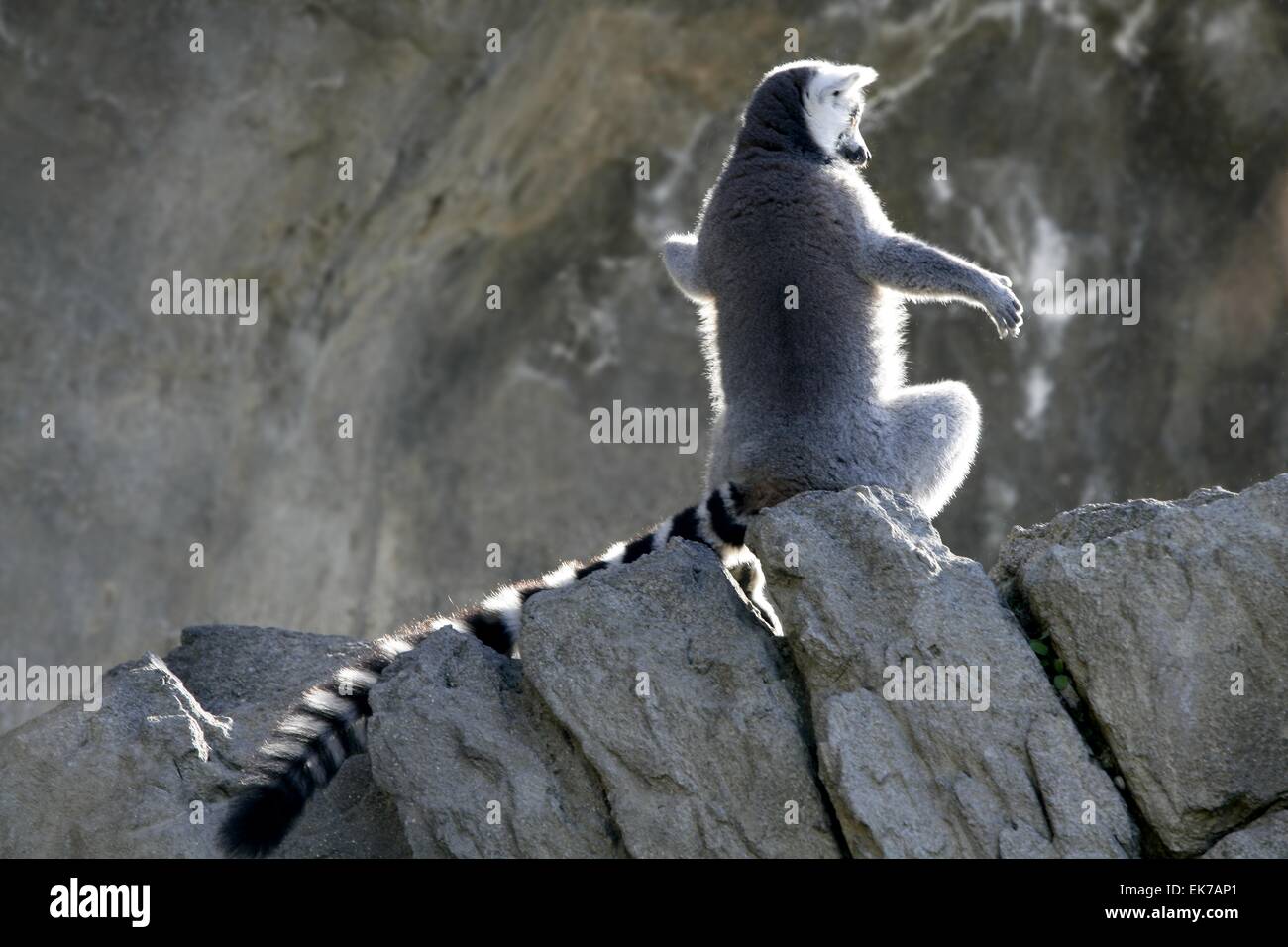 Madagascar Lemur getting sun bath Stock Photo - Alamy