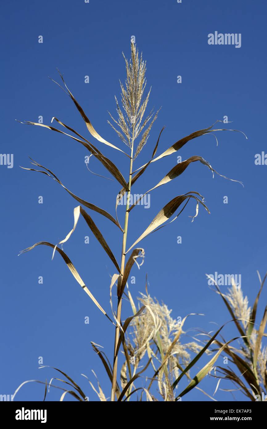 cane flowers on the river, blue sky Stock Photo - Alamy