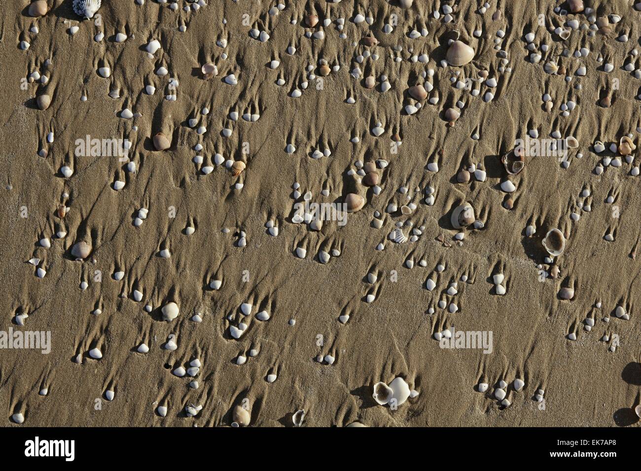 beach sand texture with clam shells Stock Photo - Alamy