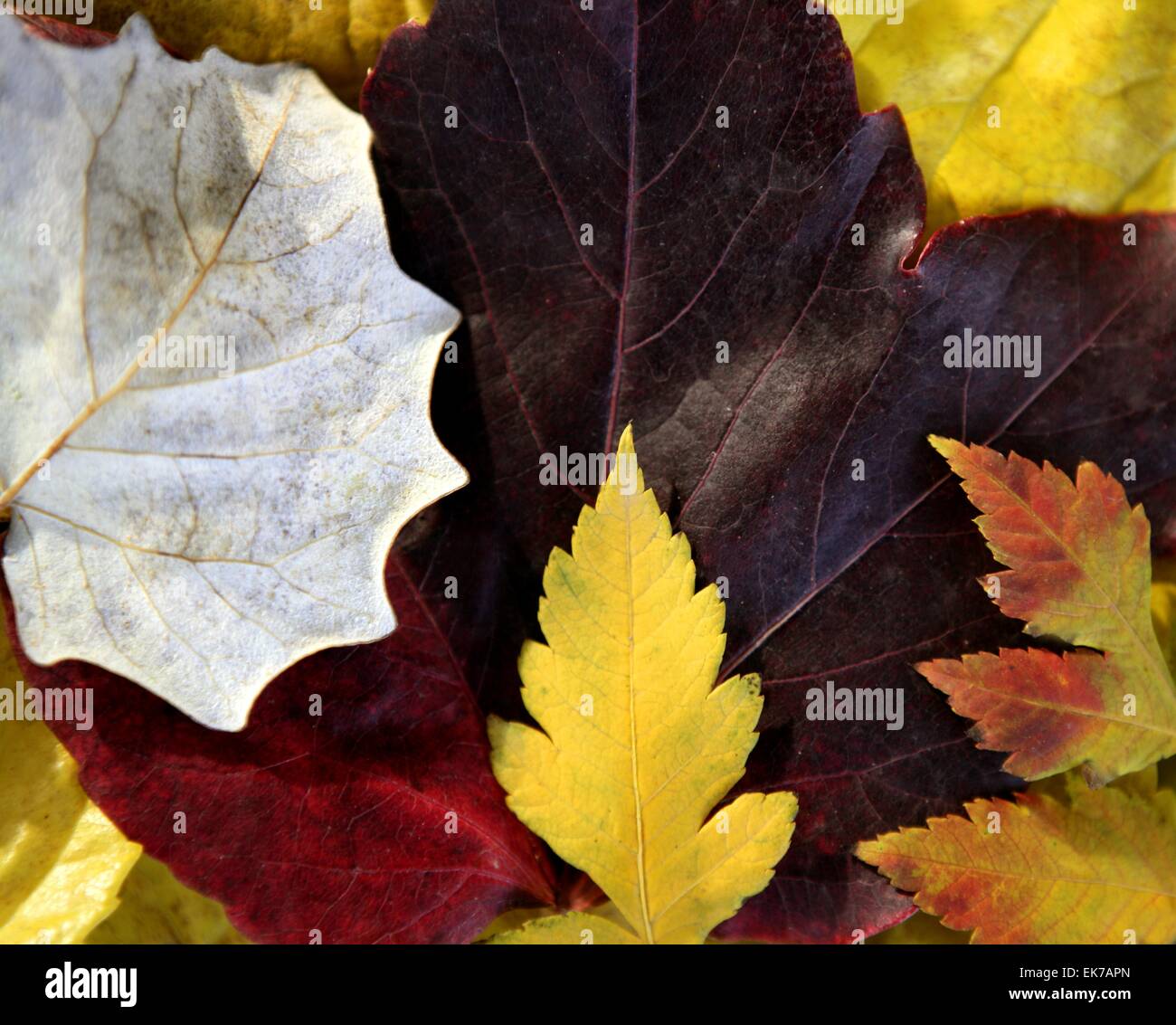 Leaves still of autumn leaves, dark wood background, fall classic ...