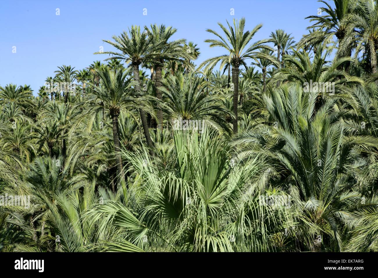 Palm tree forest in Elche, Spain Stock Photo - Alamy