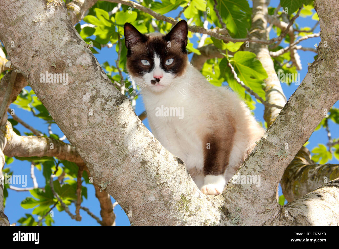 Domestic cat 4 month old point coloration climbing tree Spain Stock ...