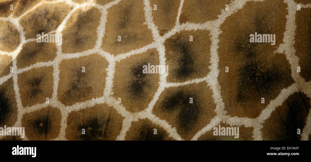 Girafe closeup hi-res stock photography and images - Alamy