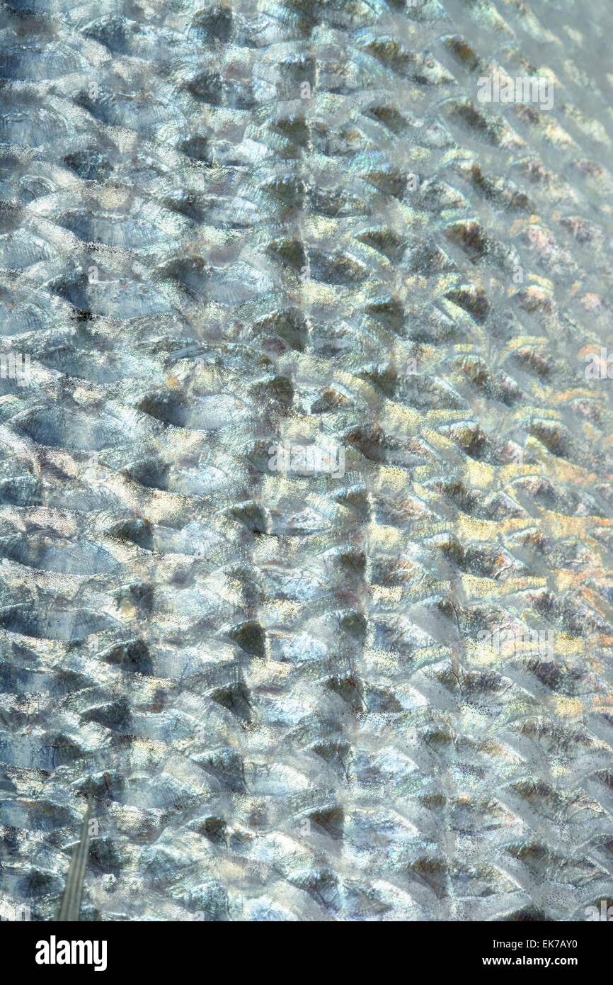 Denton, Mediterranean sparus fish, gilthead, snapper Stock Photo - Alamy