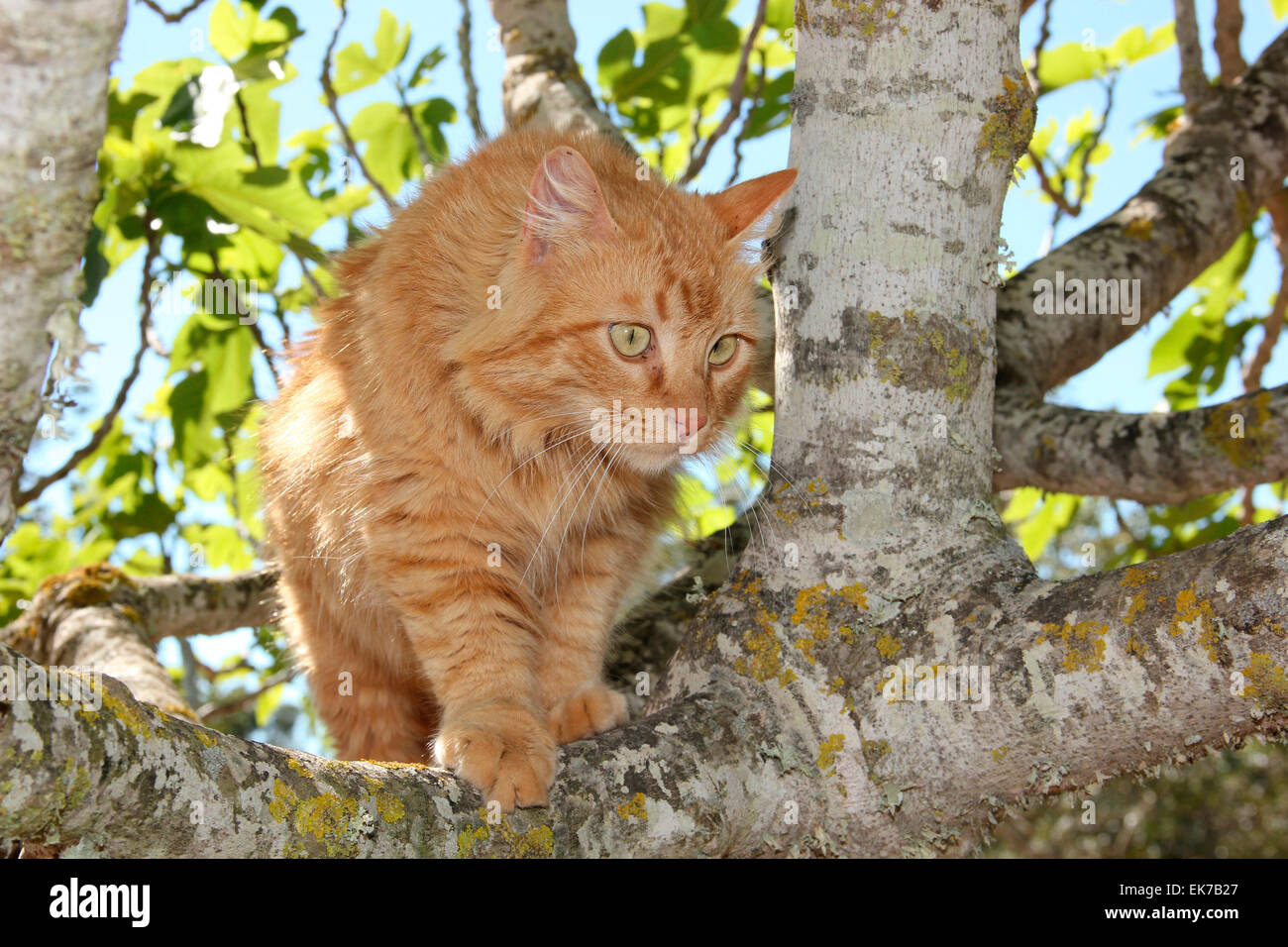 Juvenile red domestic cat 6 month old standing branch Spain Stock Photo ...