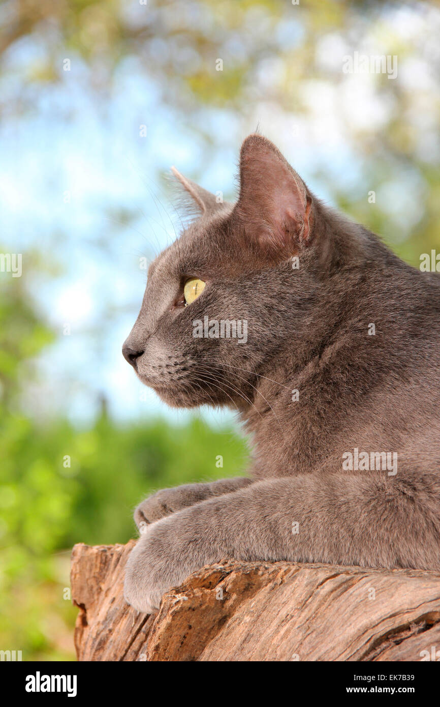 Portrait of juvenile blue domestic cat 7 month old Spain Stock Photo ...