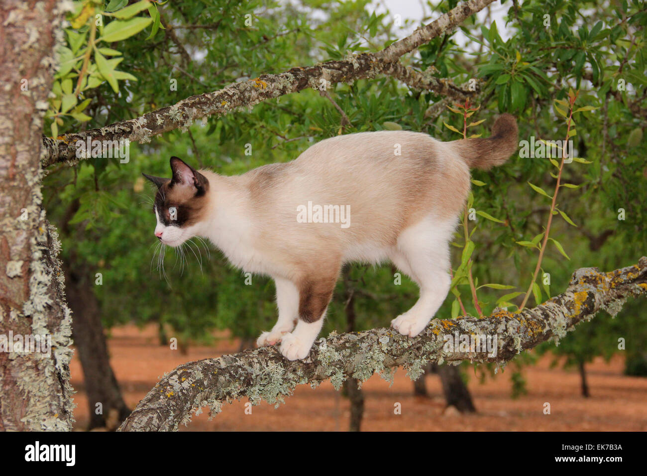 Domestic cat 4 month old point coloration standing branch Spain Stock ...