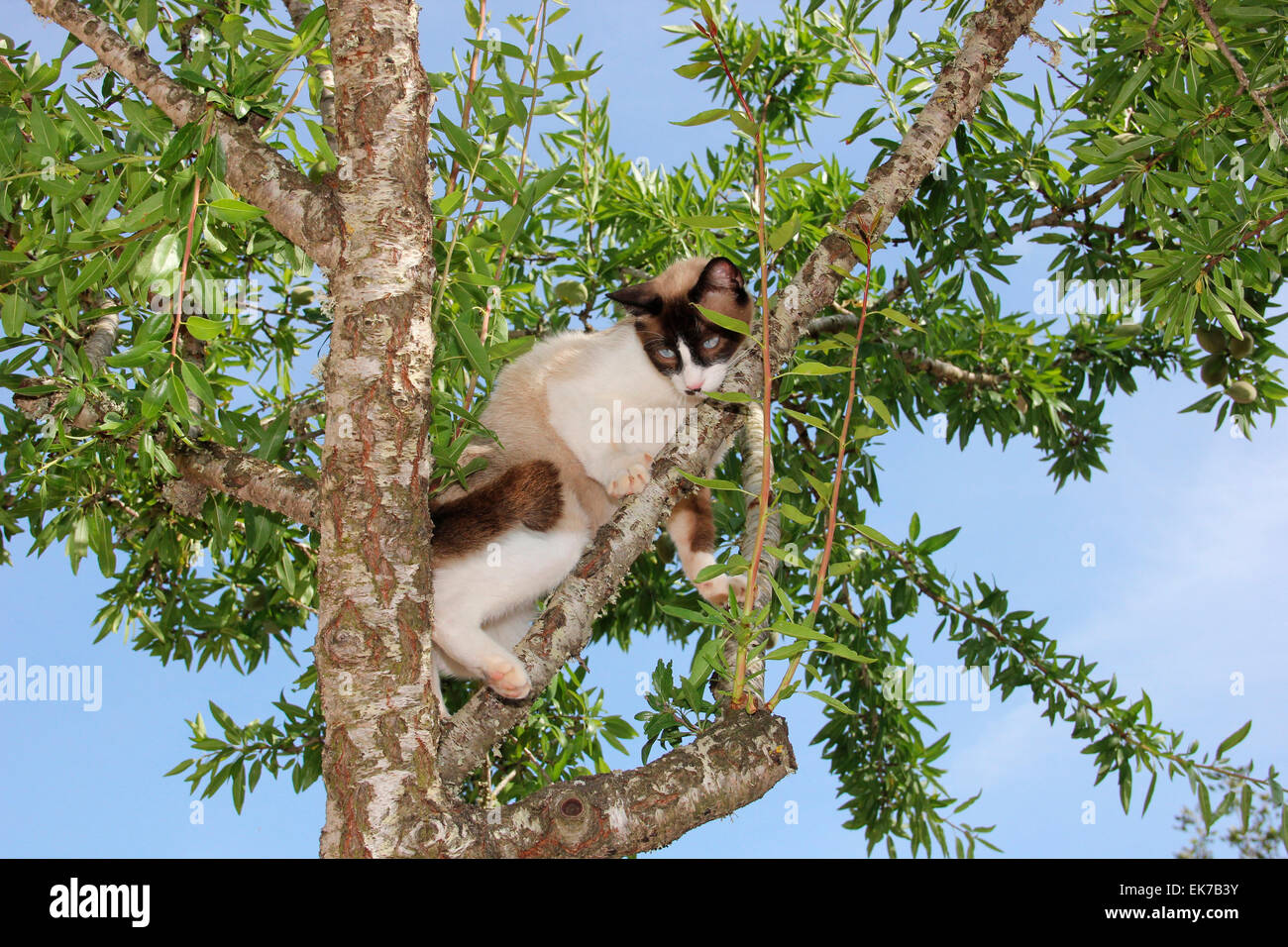 Domestic cat 4 month old point coloration standing branch Spain Stock ...
