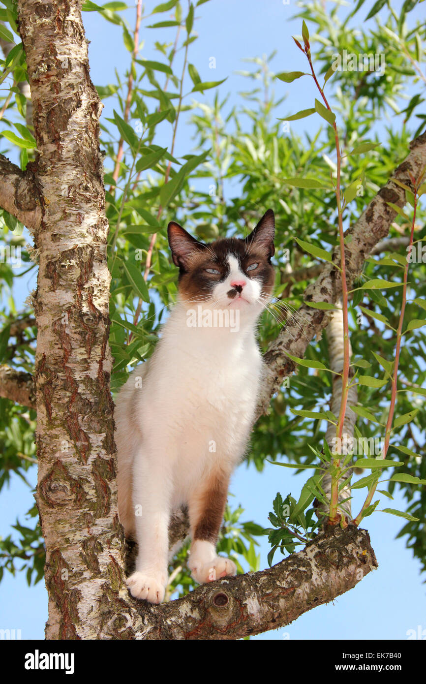 Domestic cat 4 month old point coloration standing branch Spain Stock ...