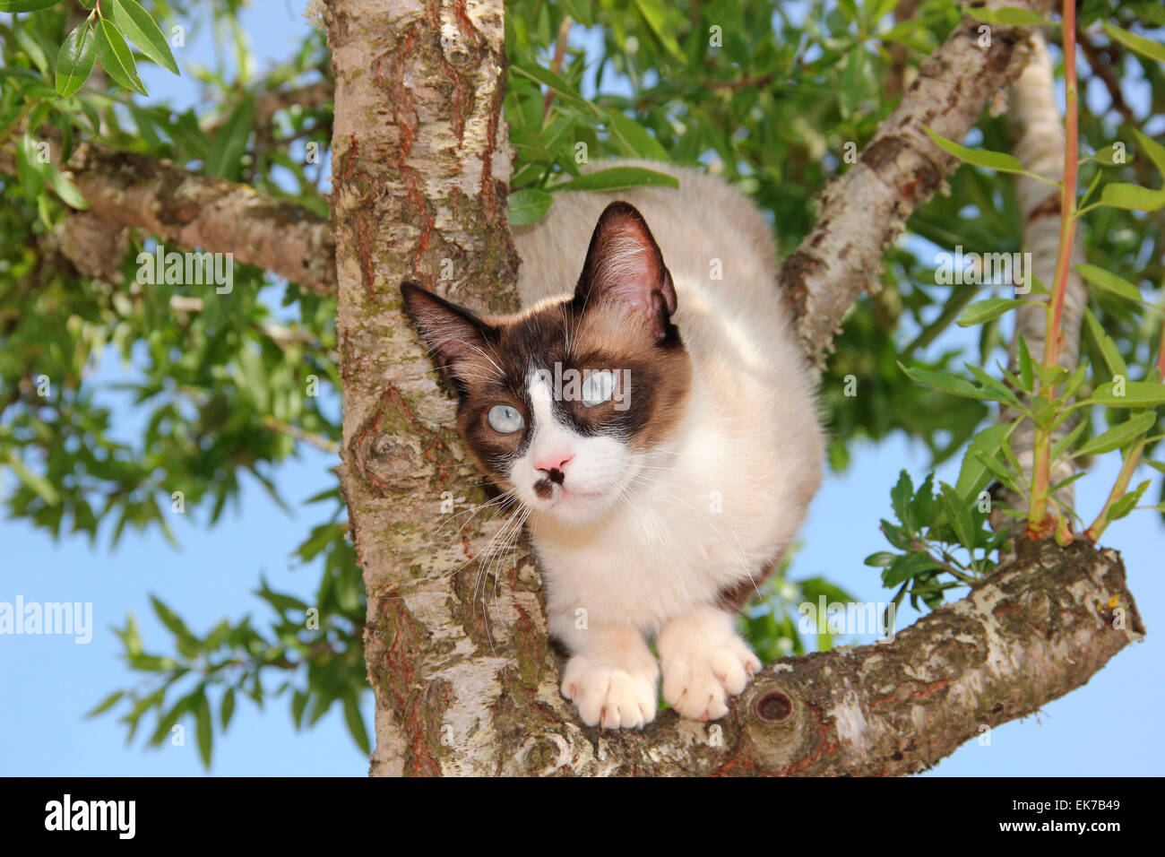 Domestic cat 4 month old point coloration standing branch Spain Stock ...