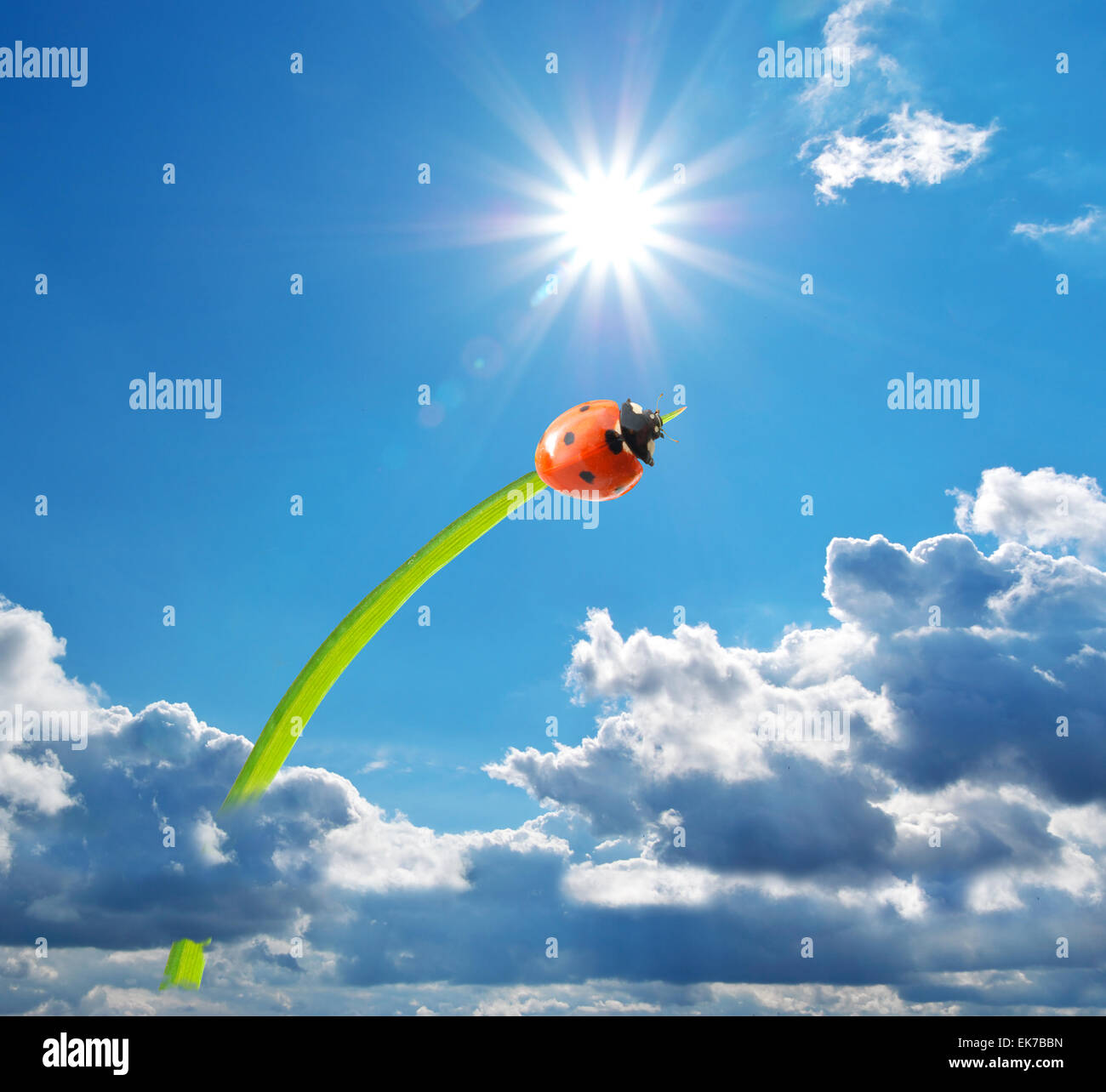 Ladybug and big sun. Conceptual design Stock Photo - Alamy