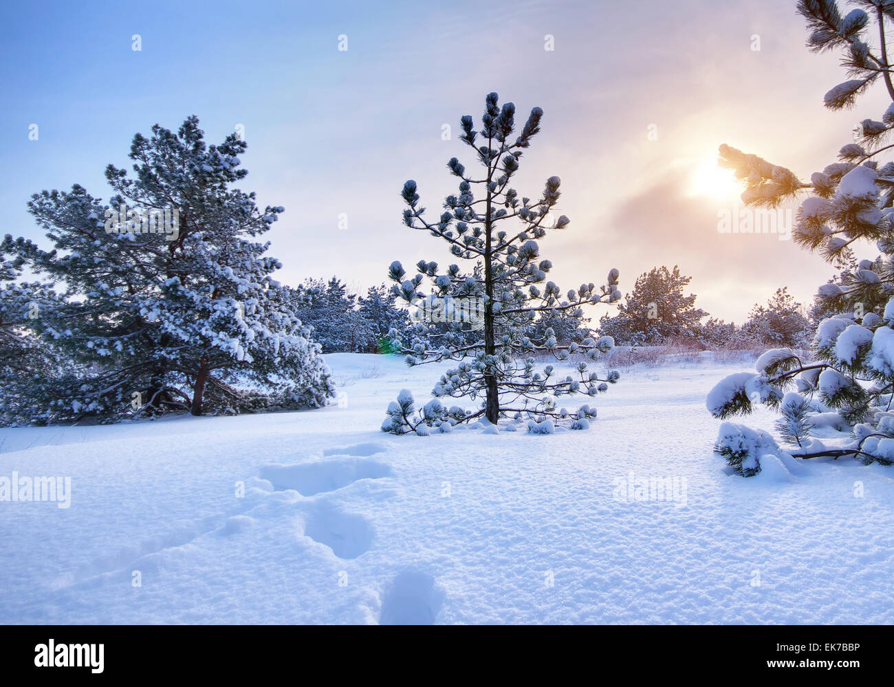 Landscape coniferous forest frozen hi-res stock photography and images ...