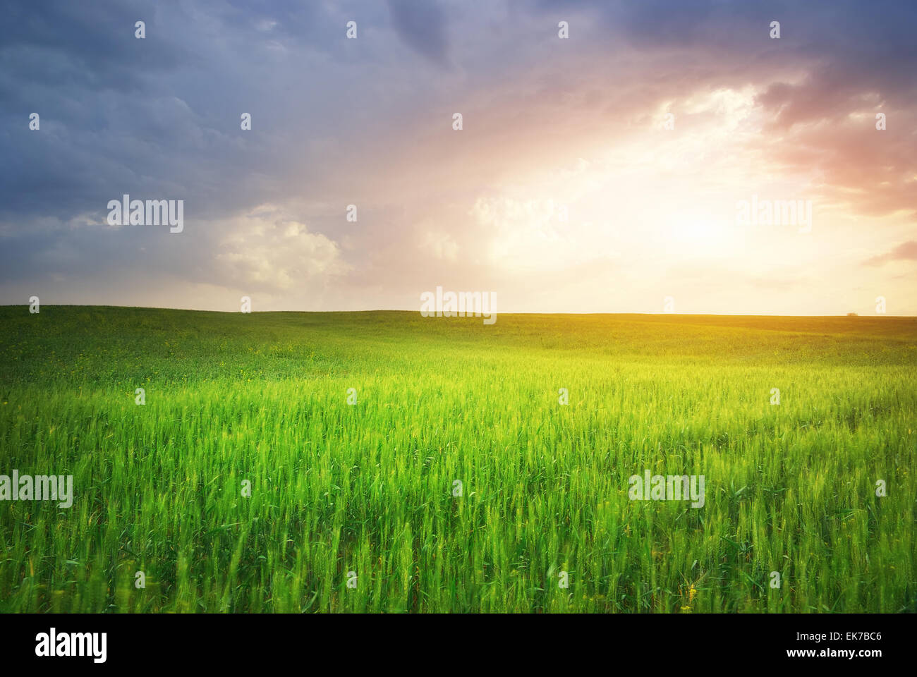 Green meadow and sunlight. Composition of nature Stock Photo - Alamy