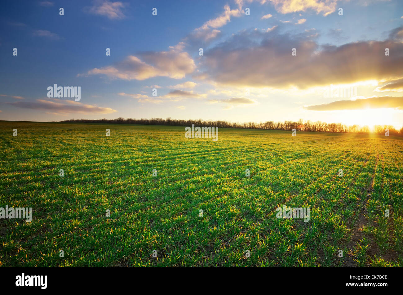 Spring landscape. Green meadow. Nature composition Stock Photo - Alamy
