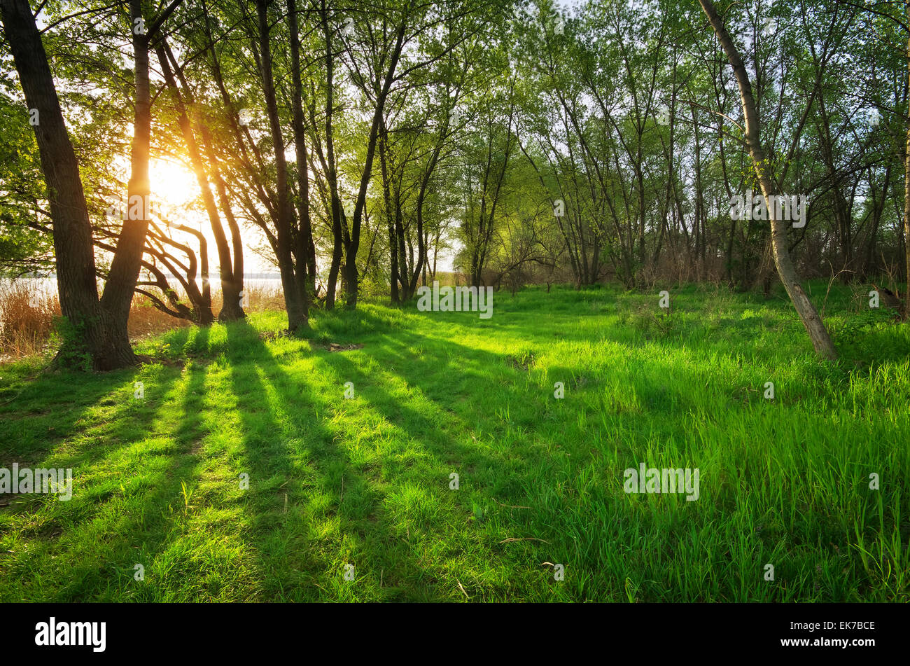 Landscape of nature park forest sun hi-res stock photography and images ...