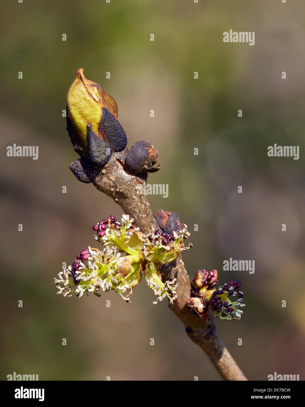 Alamy flower hi-res stock photography and images - Alamy