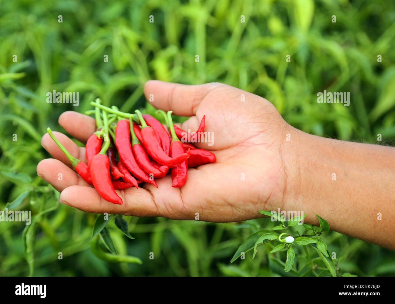 Hand holding some red chili peppers in a vegetable garden Stock Photo ...