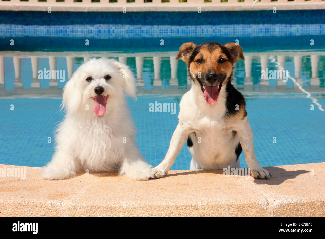Jack Russell Terrier Maltese looking out from swimming pool Mallorca ...