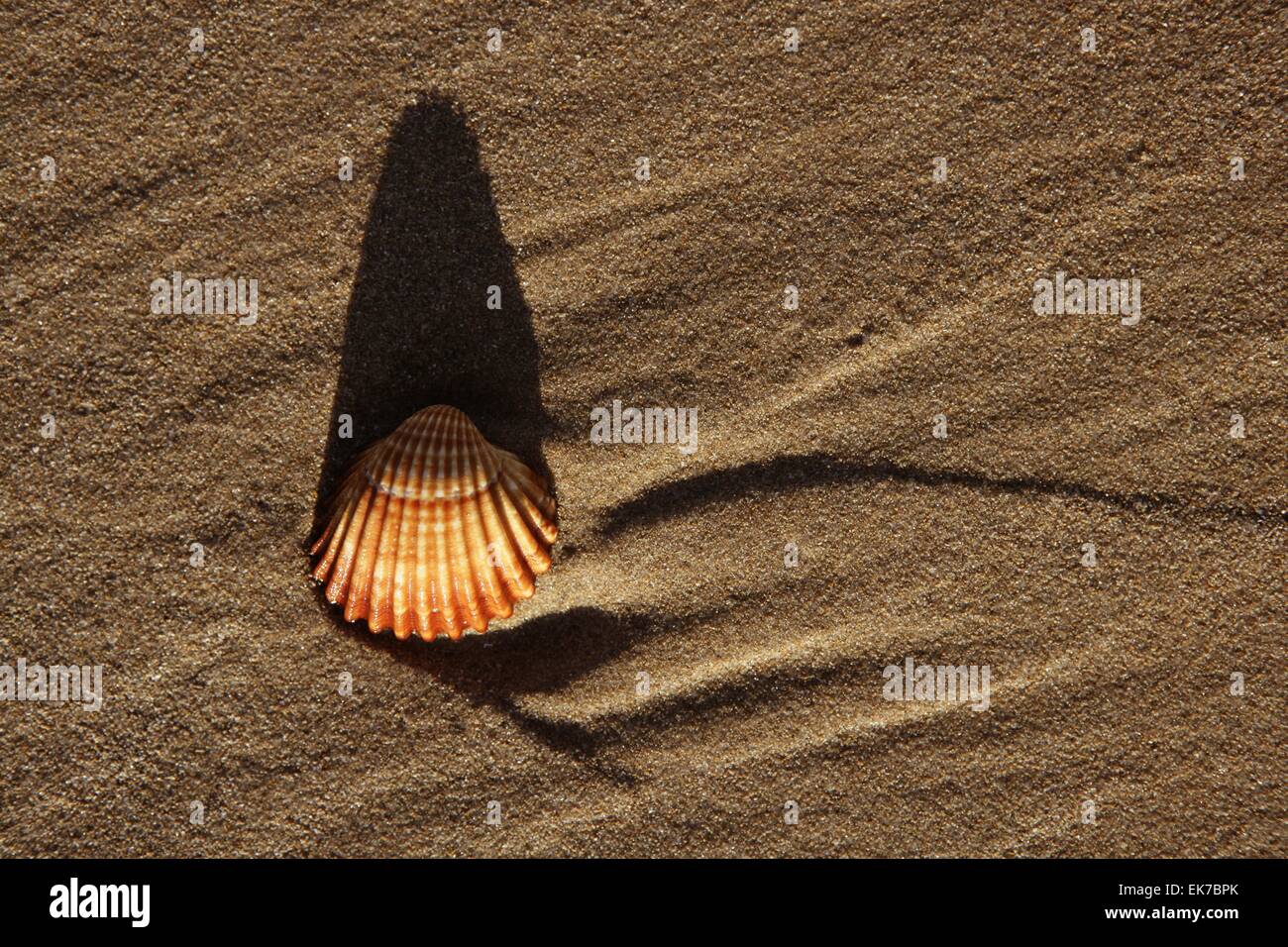 beach sand texture with clam shells Stock Photo - Alamy