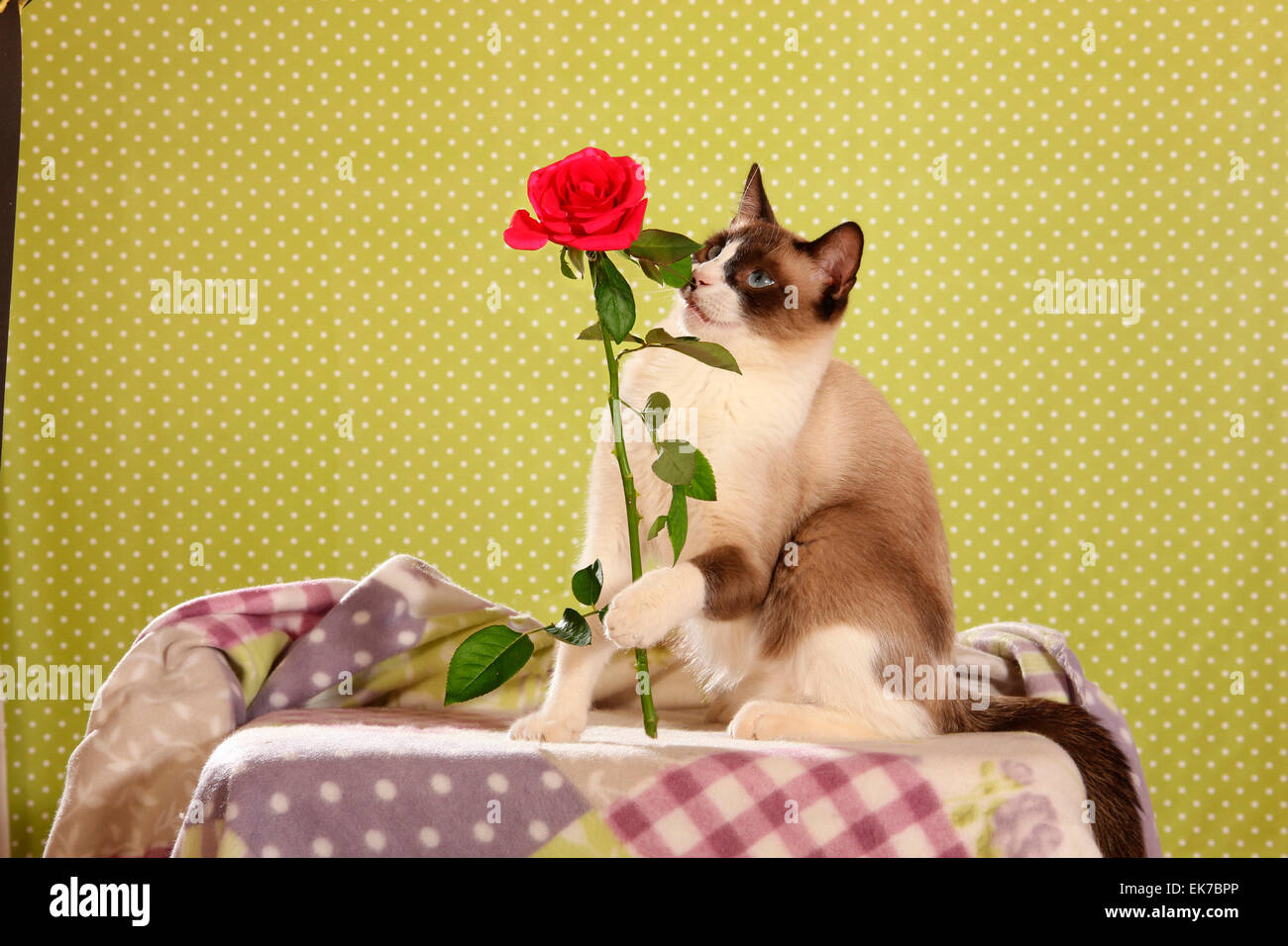 Domestic cat 4 month old point coloration playing red rose Spain Stock ...
