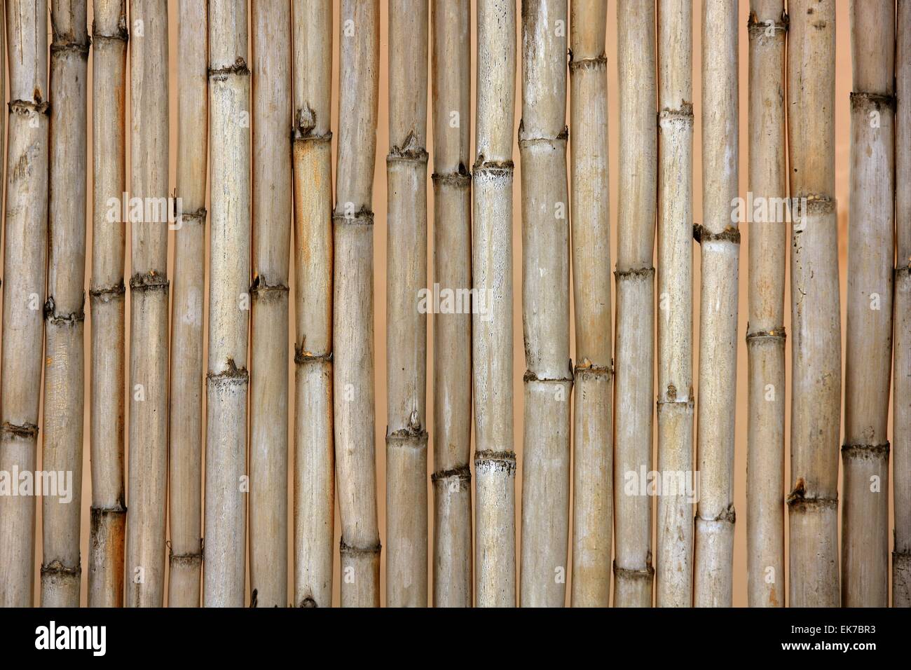 Dried cane texture, typical Mediterranean Stock Photo - Alamy