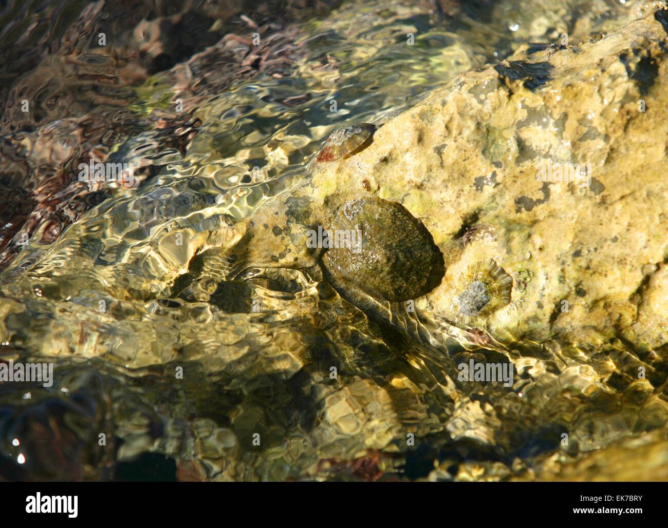 Marine rock on docks, barnacle Stock Photo - Alamy