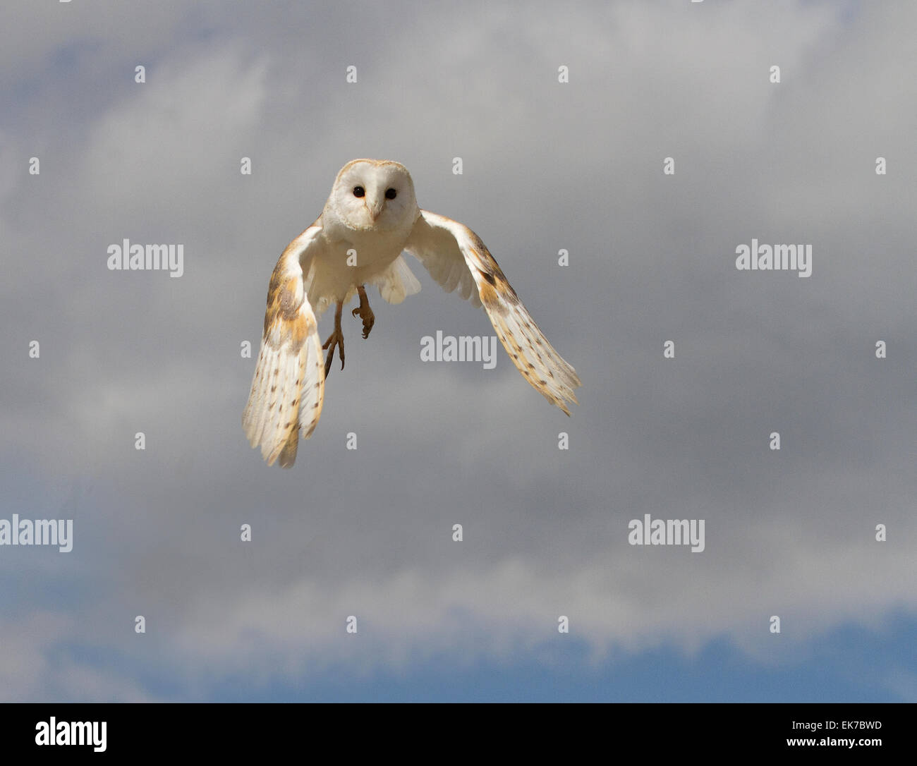 Barn owl owls hi-res stock photography and images - Alamy