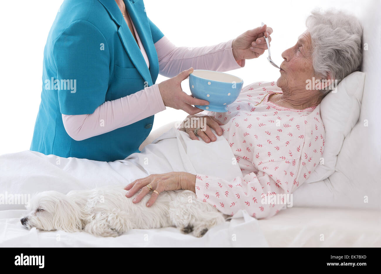 Support helper animal hi-res stock photography and images - Alamy